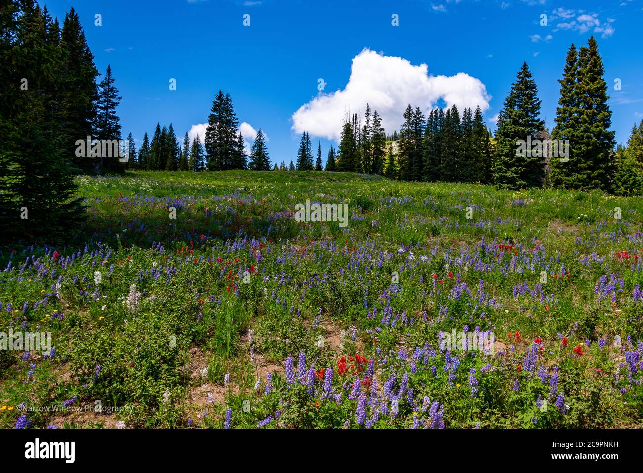 Rabbit ears formation hi-res stock photography and images - Alamy