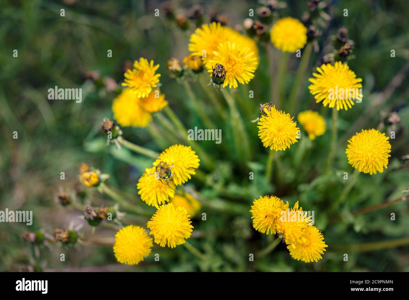 Dandelions, Green field with yellow dandelions. Wild flowers closeup ...