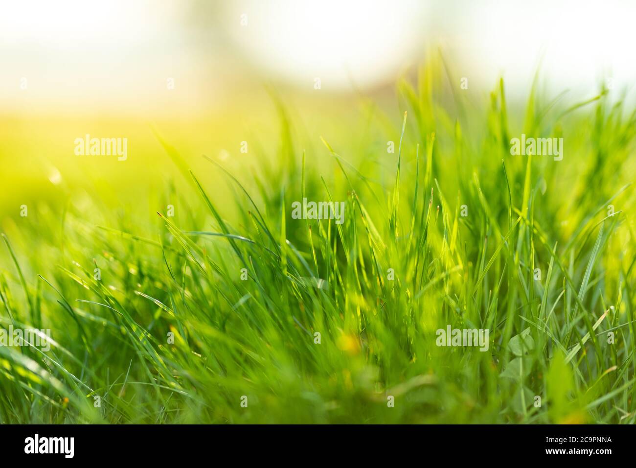 Beautiful sunny green plant hi-res stock photography and images - Alamy