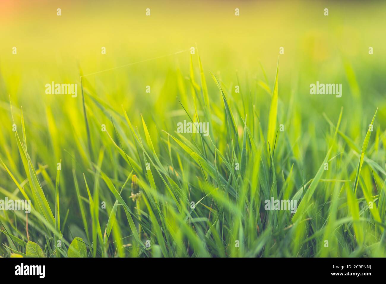 Beautiful sunny green plant hi-res stock photography and images - Alamy