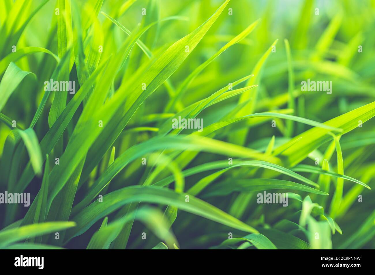 Beautiful sunny green plant hi-res stock photography and images - Alamy