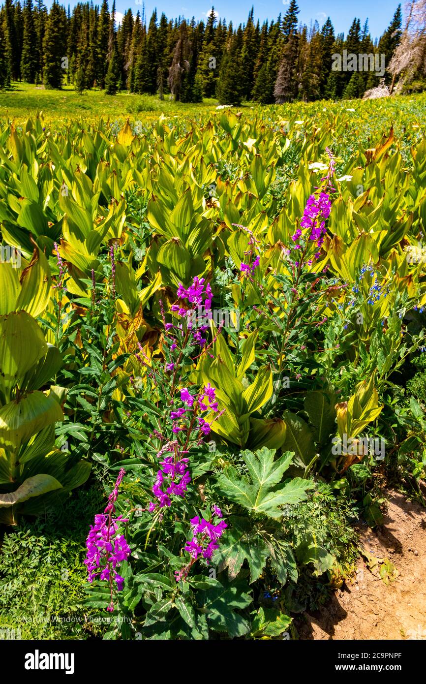 Wildflowers and Rabbit Ears Rock Formation Stock Photo - Alamy