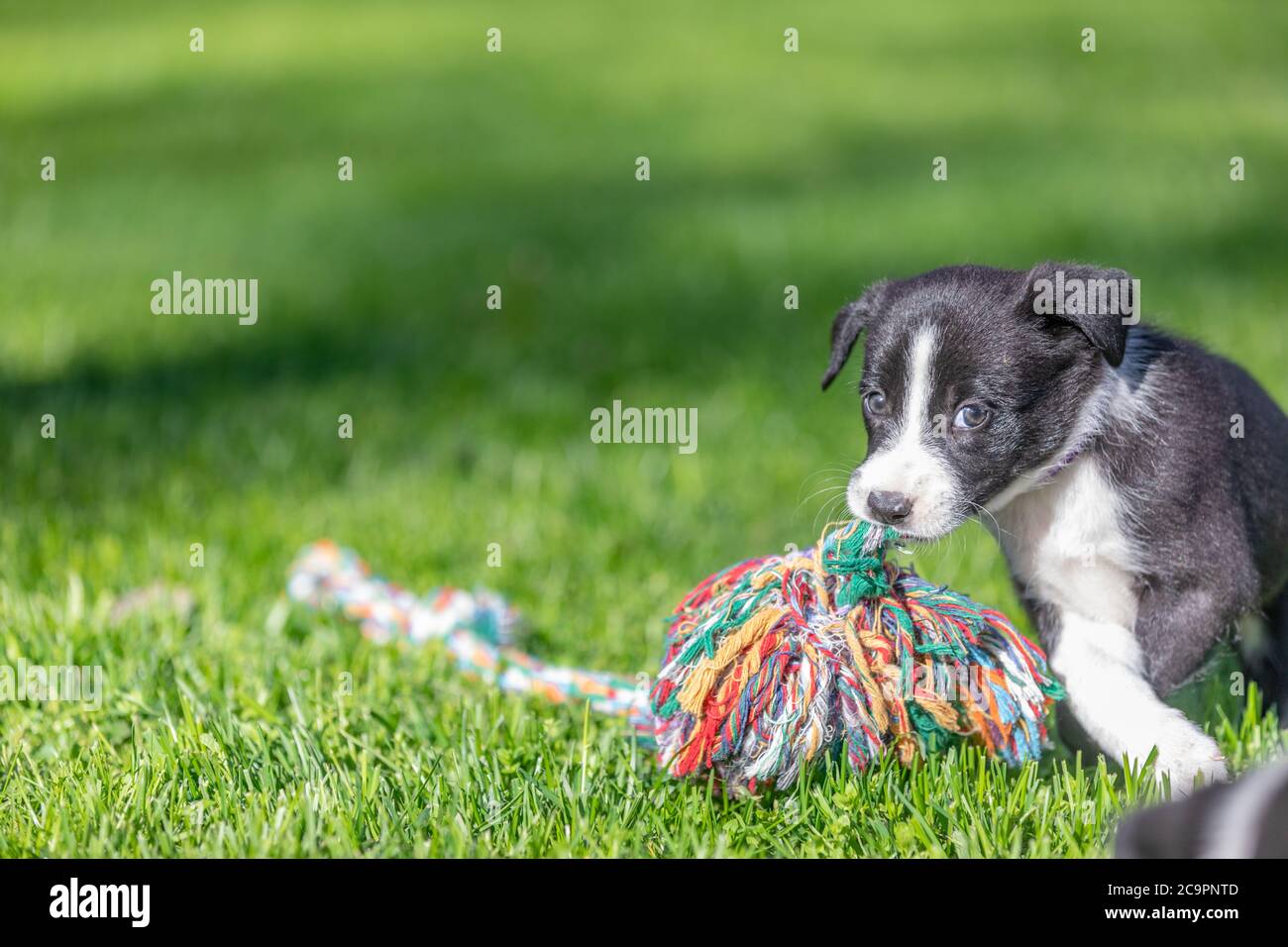 Border Collie puppy in nature. Adorable portrait of amazing healthy and ...
