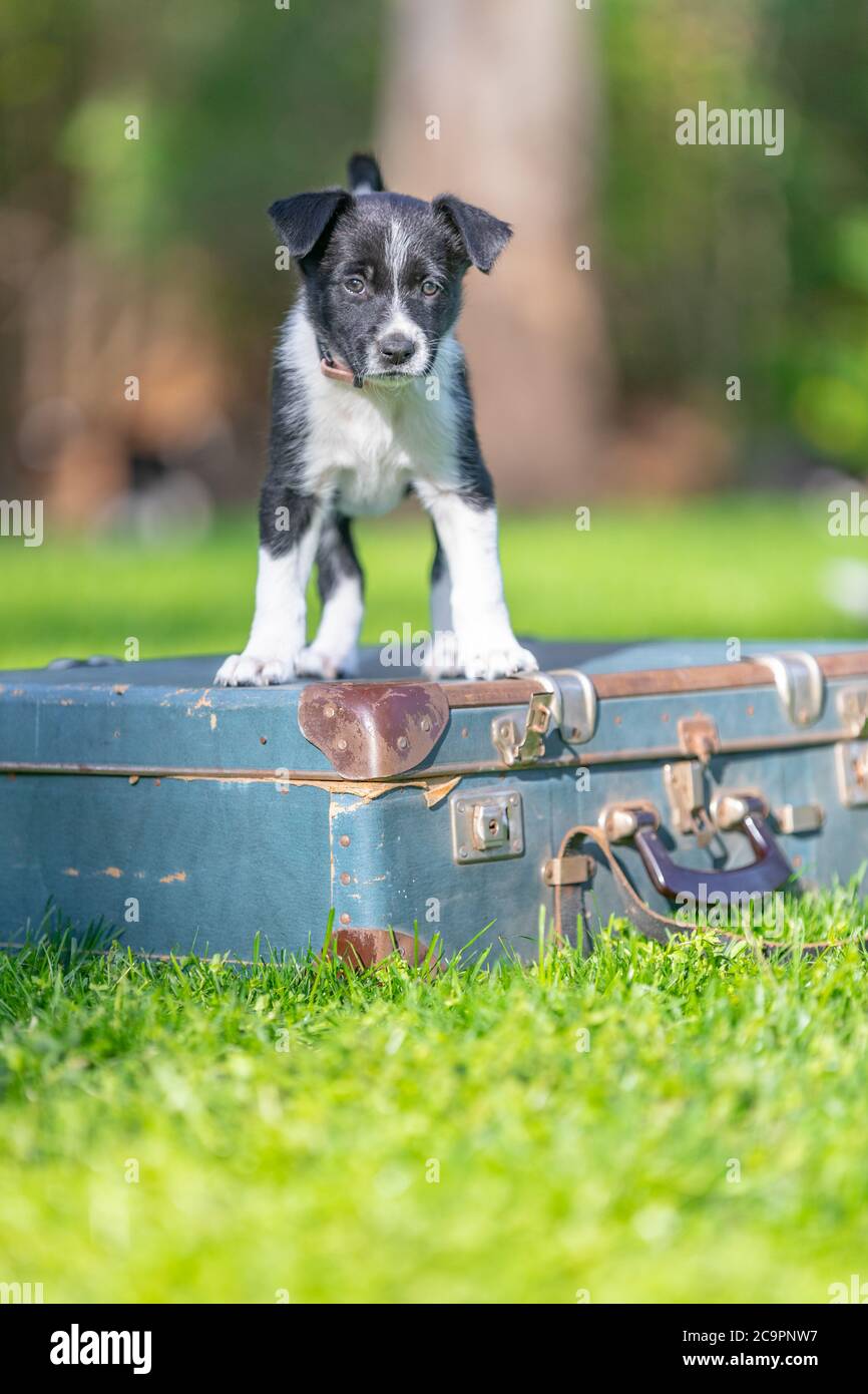 Border Collie puppy in nature. Adorable portrait of amazing healthy and ...