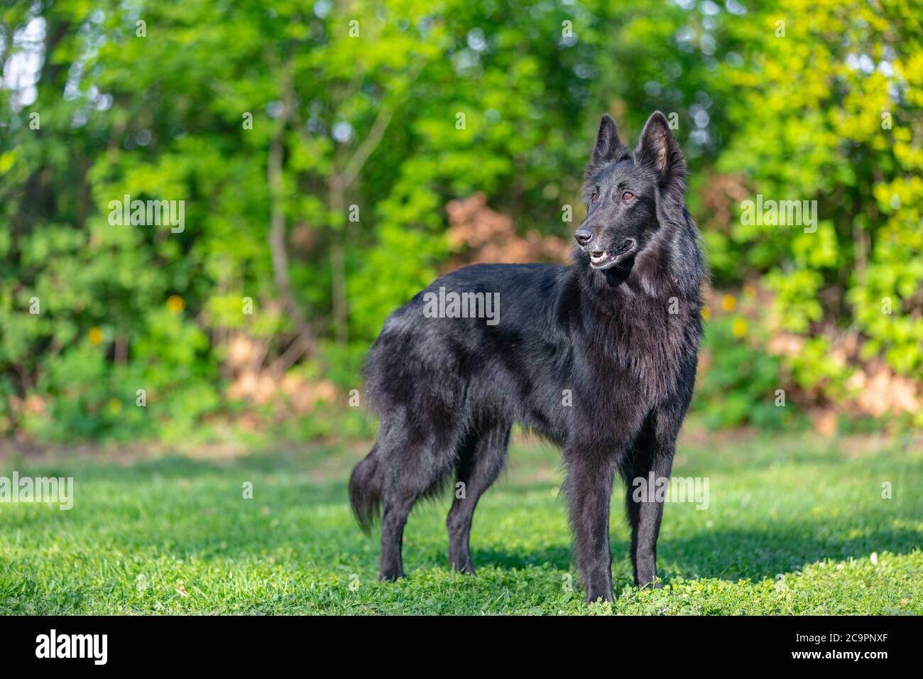 Beautiful fun Groenendael dog focusing. Black Belgian Shepherd ...