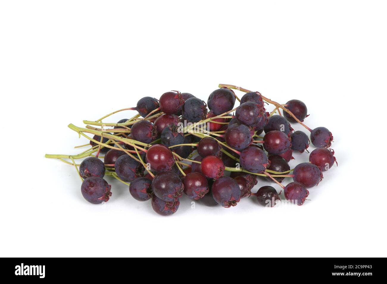 Shadblow serviceberry hi-res stock photography and images - Alamy