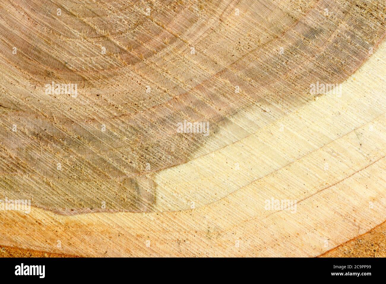 Top view of the surface of the fresh stump with annual rings closeup ...
