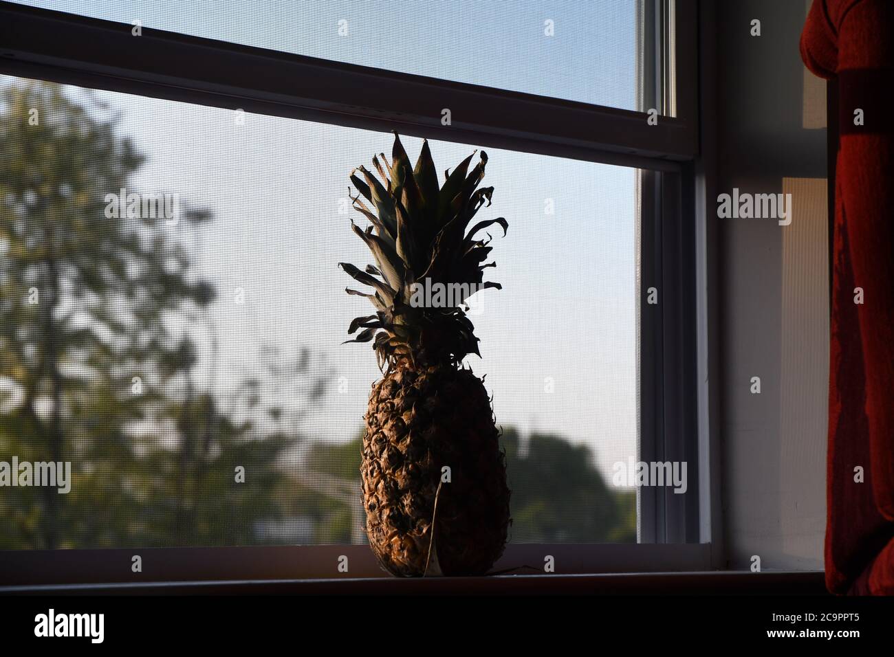 Island dreams: A single pineapple sits on the window seal of an ...