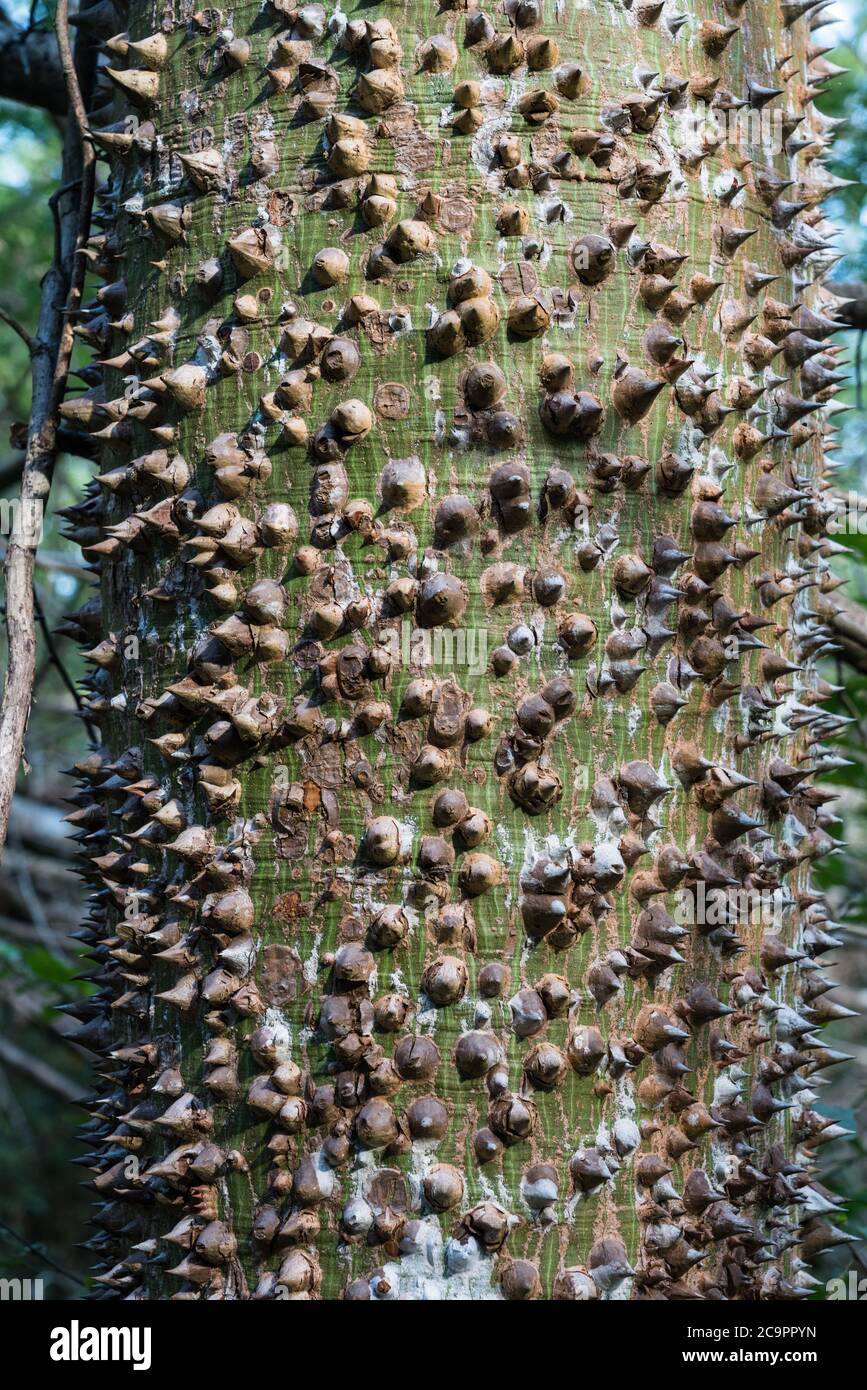 Ceiba pentandra mexico hi-res stock photography and images - Alamy