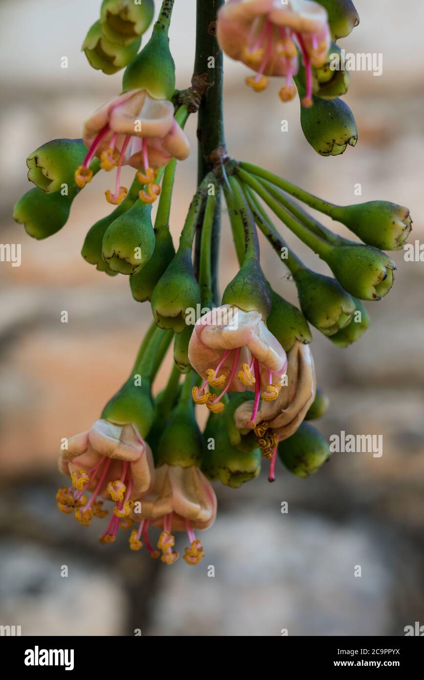 The colorful orange blossoms of a ceiba tree, Ceiba pentandra, in the ...