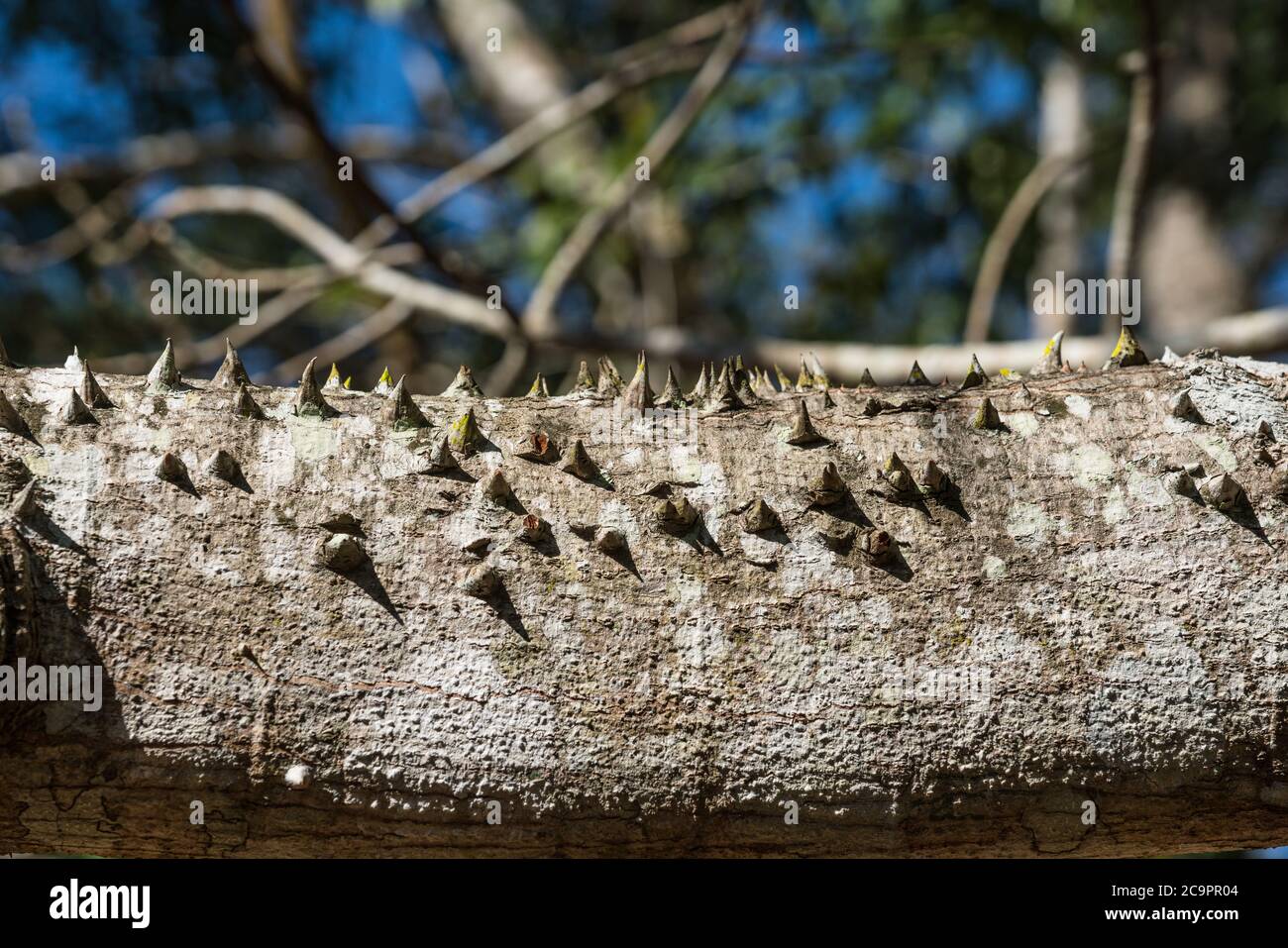 Ceiba pentandra mexico hi-res stock photography and images - Alamy
