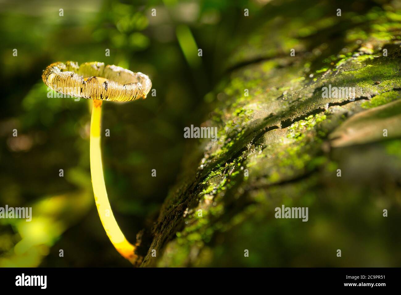A luminous fungus grows from a log covered with moss in a dark forest ...