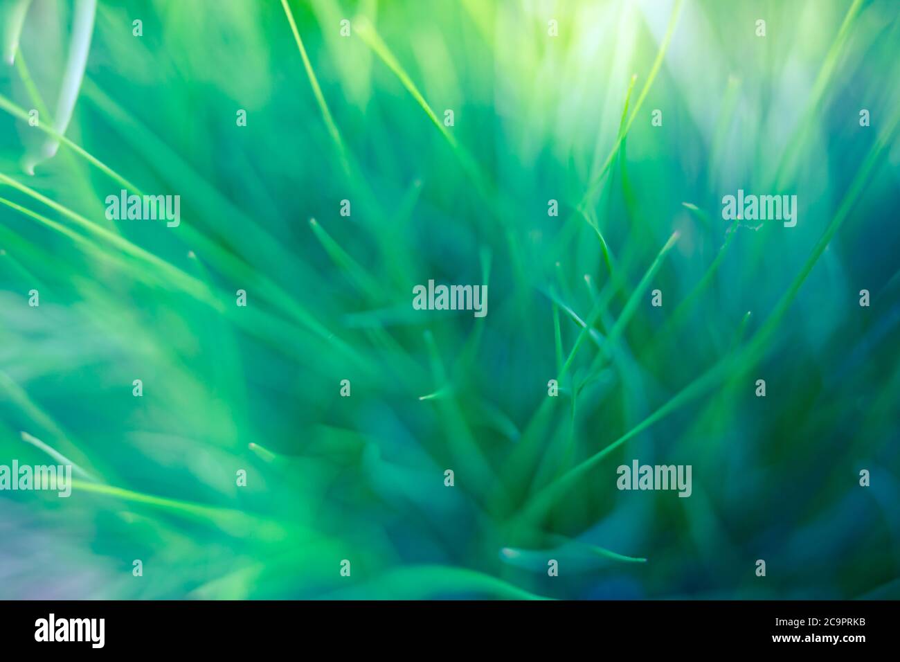 Spring summer background with green grass. Closeup of fresh green grass ...