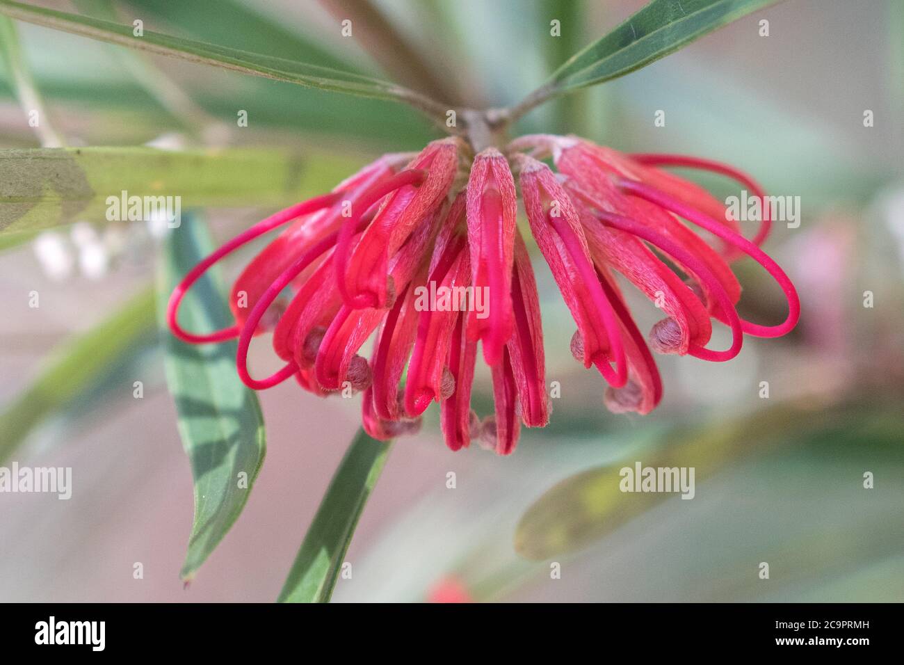 Red Spider Flower Stock Photo - Alamy