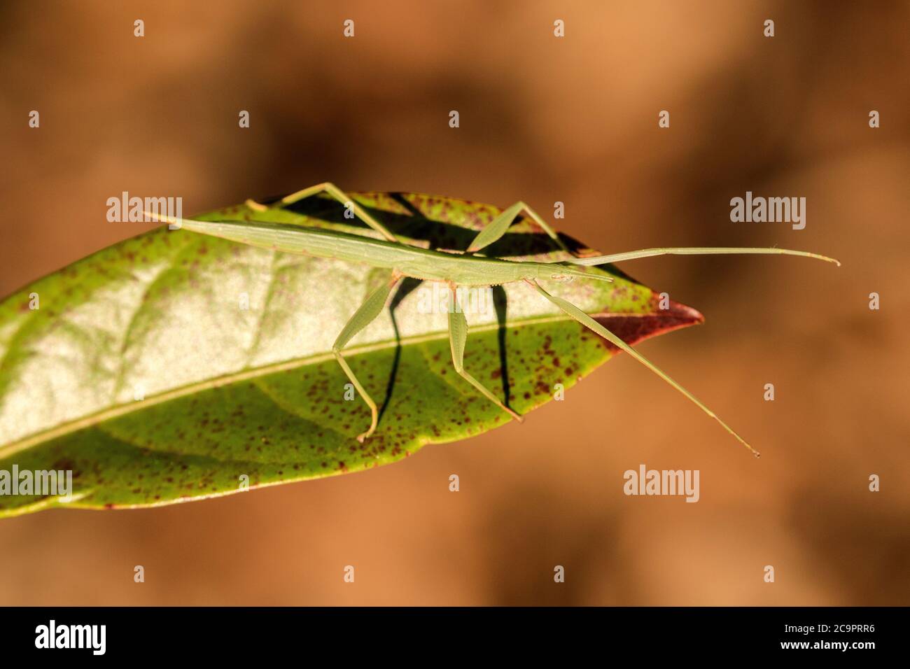Childrens stick insect hi-res stock photography and images - Alamy