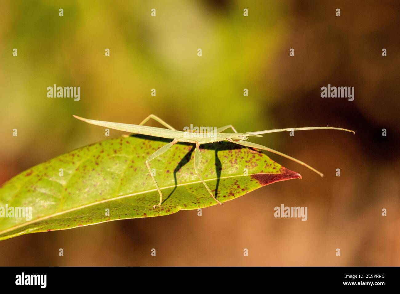 Childrens stick insect hi-res stock photography and images - Alamy