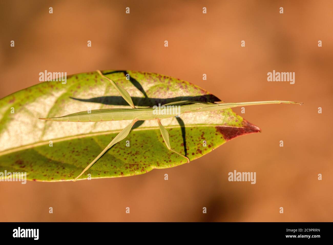 Childrens stick insect hi-res stock photography and images - Alamy