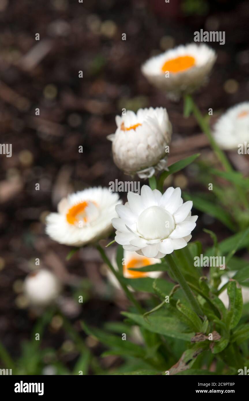 Sydney Australia, flowers of a Bracteantha Mohave White which is an ...