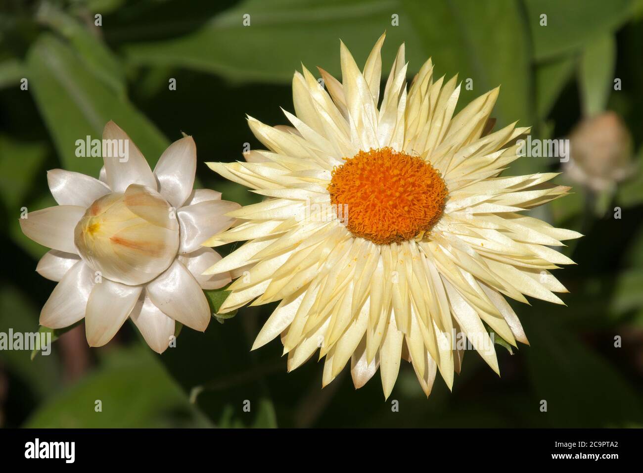 Sydney Australia, pale yellow flowers of a Bracteantha plant which is ...