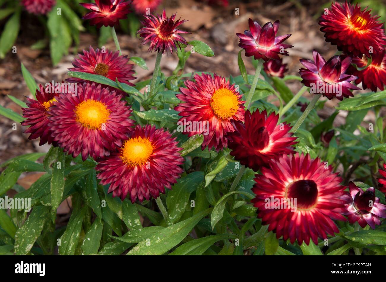 Australian strawflower hi-res stock photography and images - Alamy