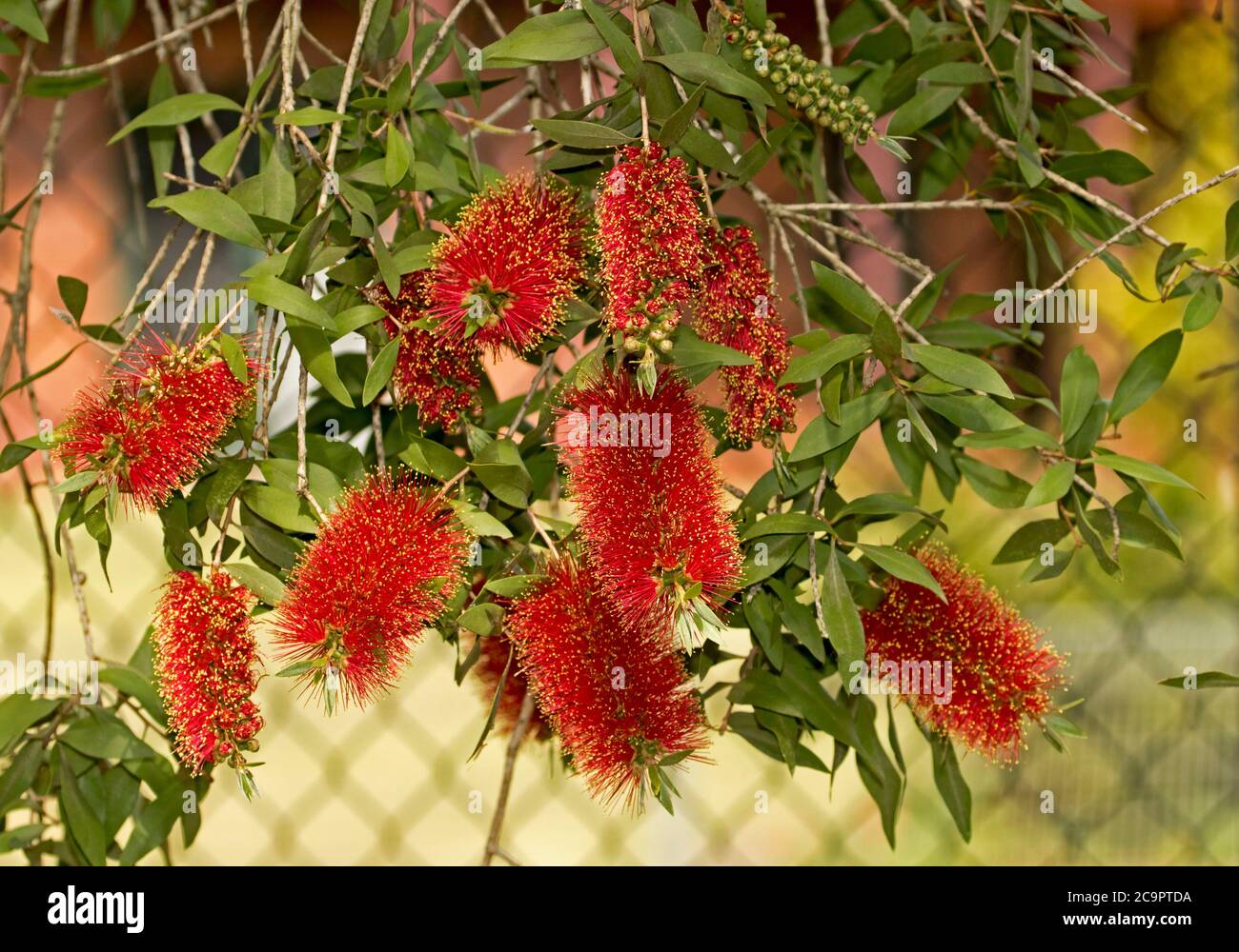 Red callistemon / bottlebrush flowers at Bundaberg botanic gardens ...