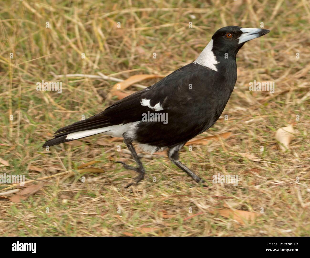Female magpie at Bundaberg botanic gardens Stock Photo - Alamy