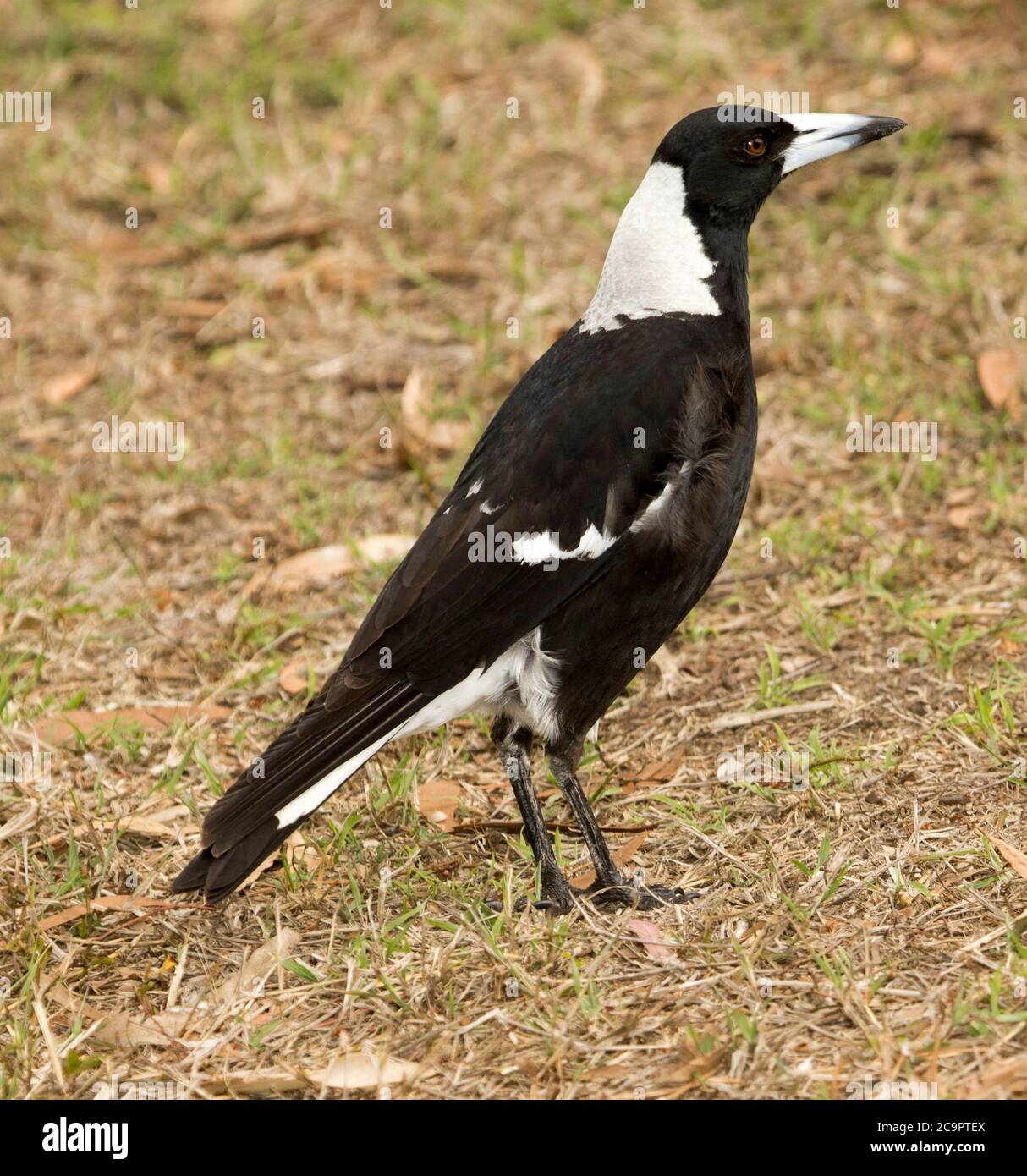 Female magpie at Bundaberg botanic gardens Stock Photo - Alamy