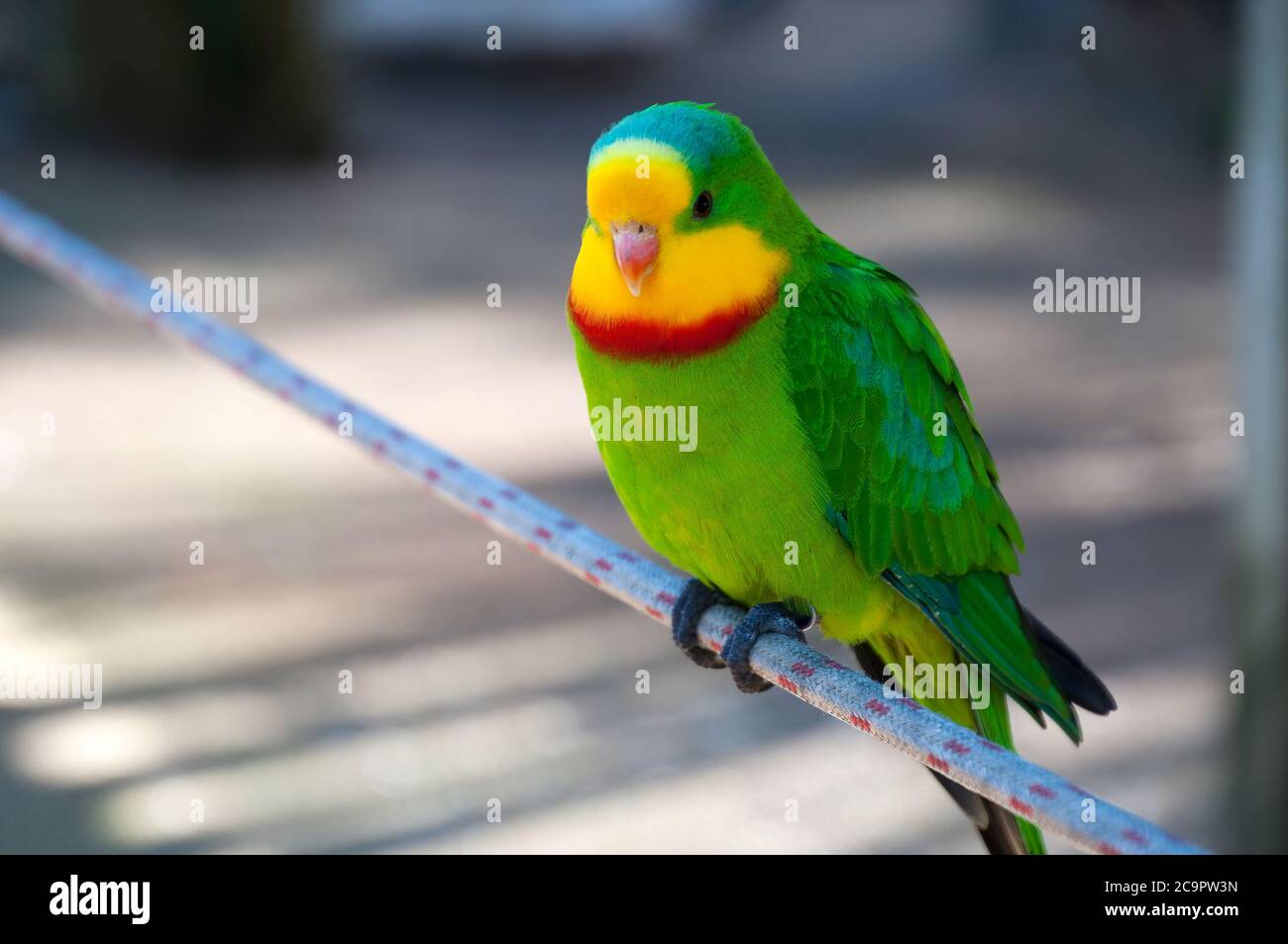 Australian native leek hi-res stock photography and images - Alamy