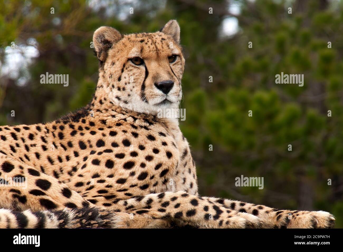Cheetah on alert hi-res stock photography and images - Alamy