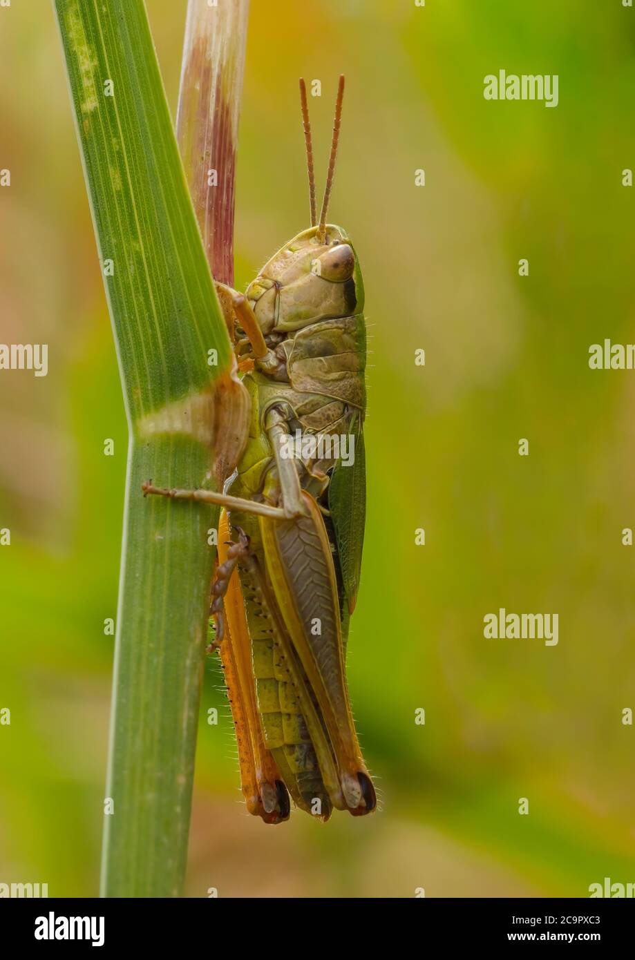 Grasshopper Jumping High Resolution Stock Photography and Images - Alamy