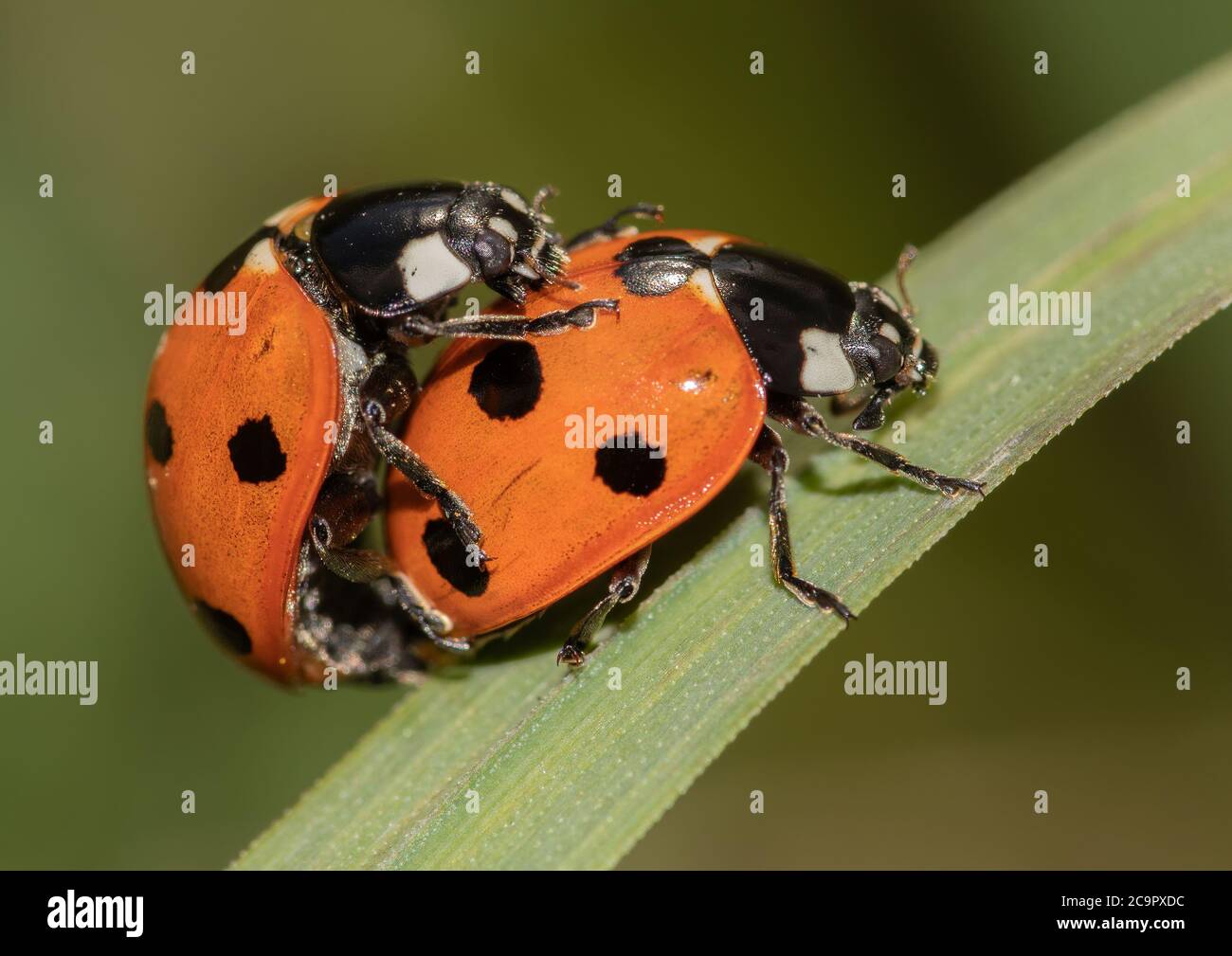 Lady bird beetle hi-res stock photography and images - Alamy