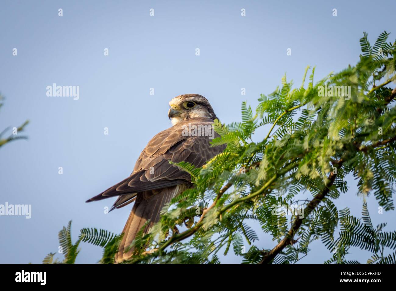 Laggar Falcon High Resolution Stock Photography and Images - Alamy