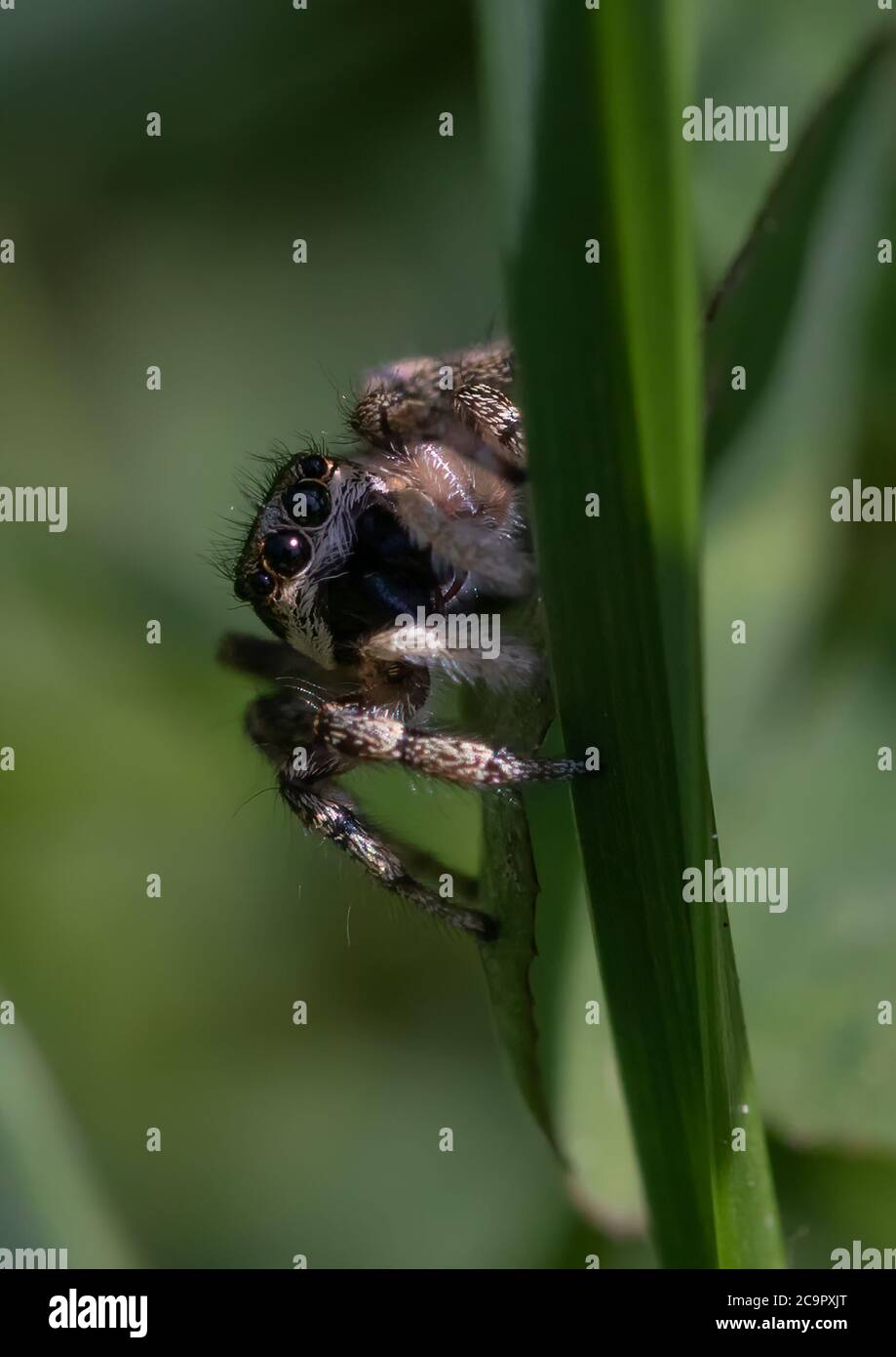 Zebra jumping spiders hi-res stock photography and images - Alamy