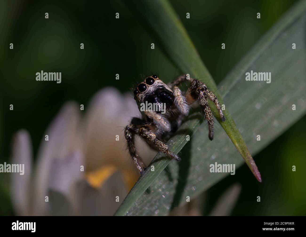 Zebra jumping spiders hi-res stock photography and images - Alamy
