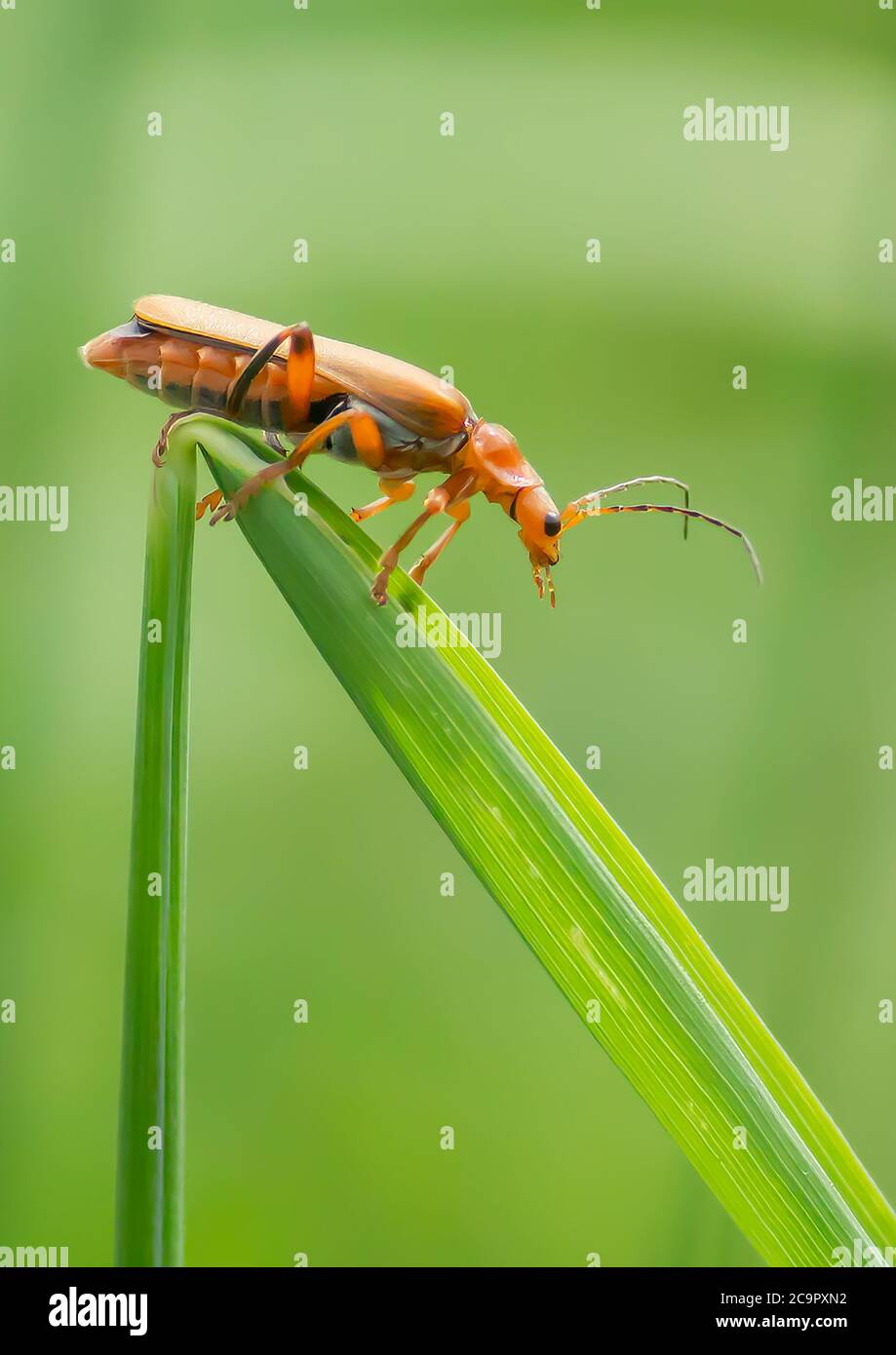 An Orange Soldier beetle standing over the edge of a stem of bent grass ...