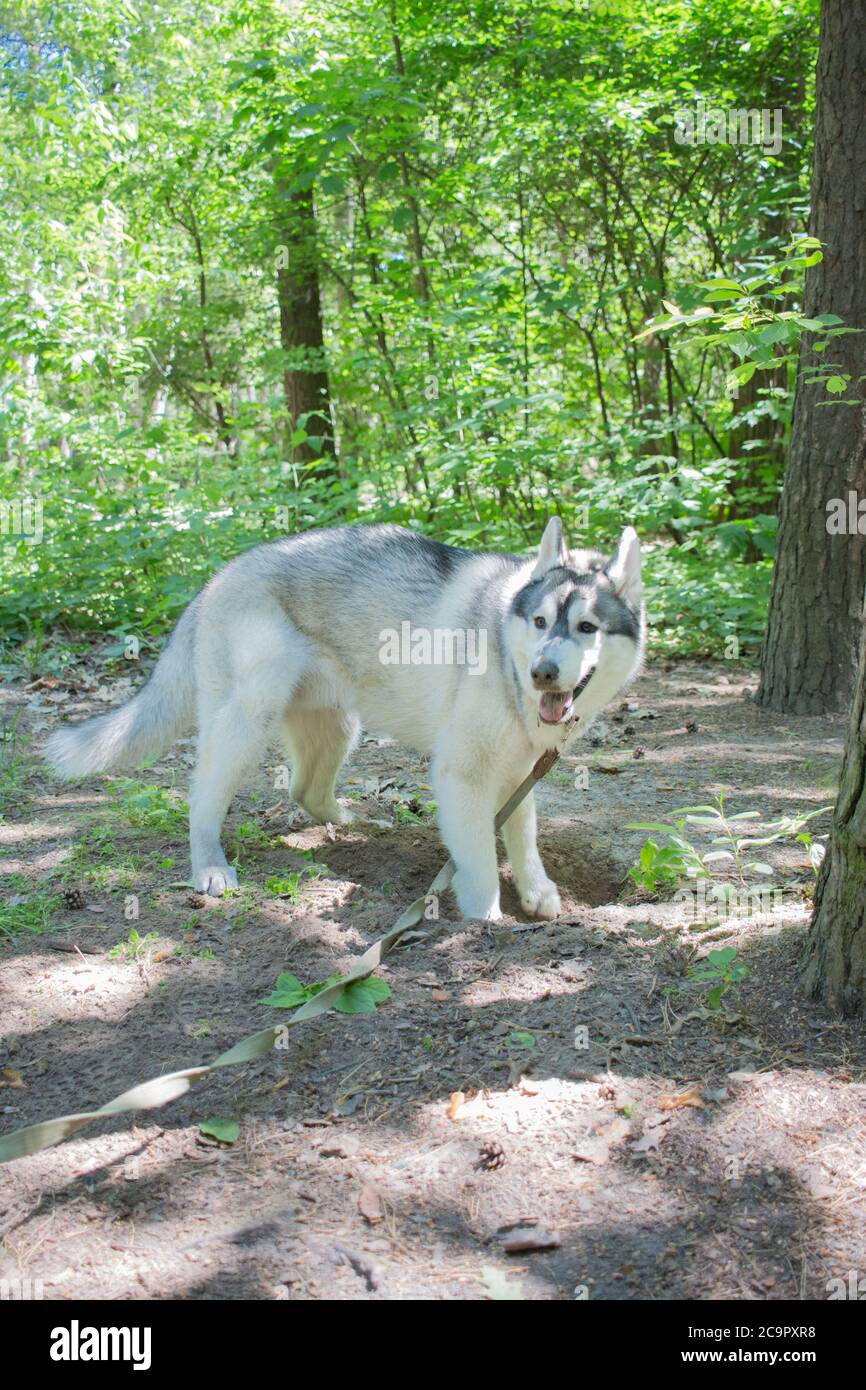 a gray siberian husky in the forest Stock Photo - Alamy