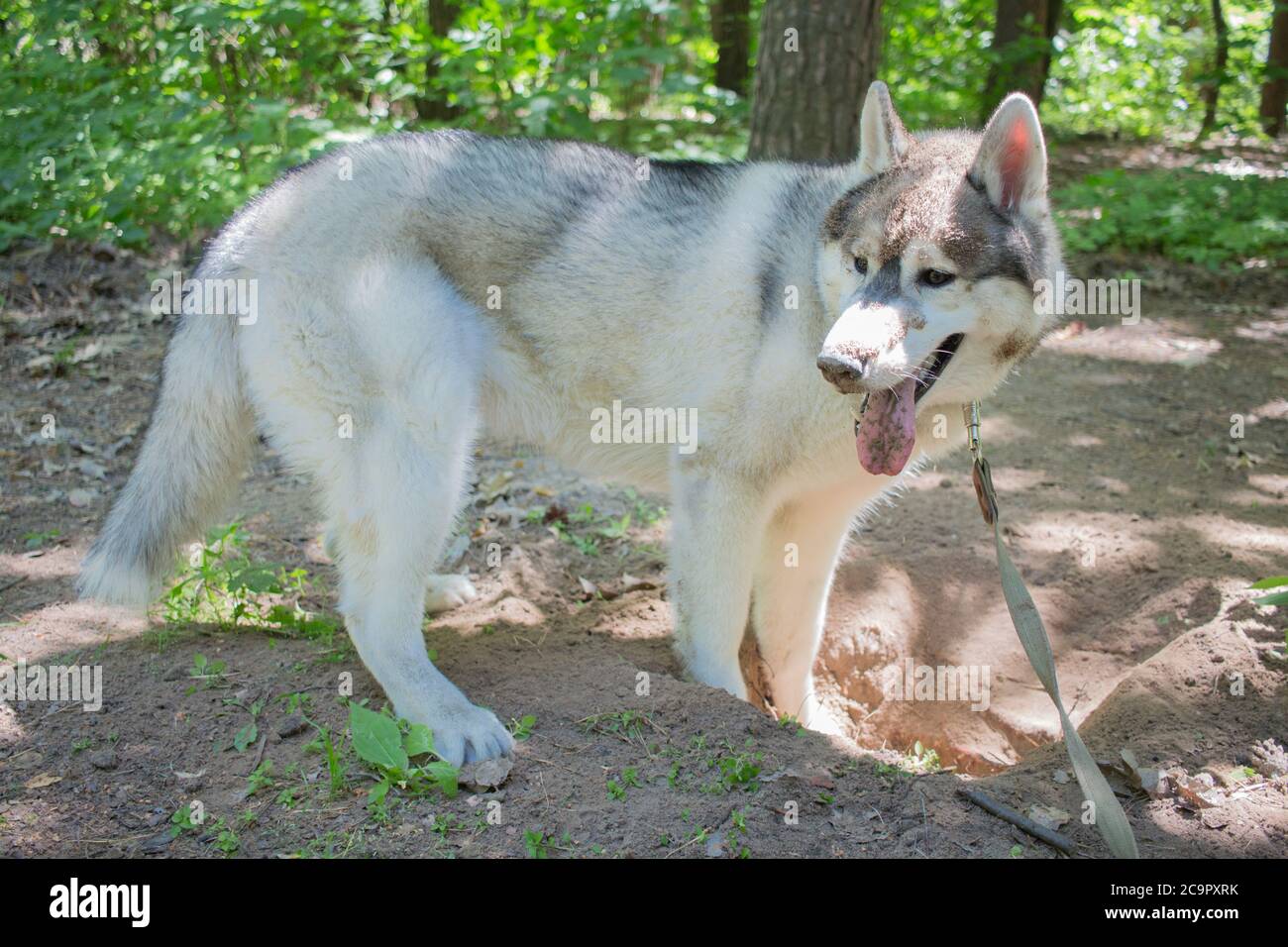 a gray siberian husky in the forest Stock Photo - Alamy