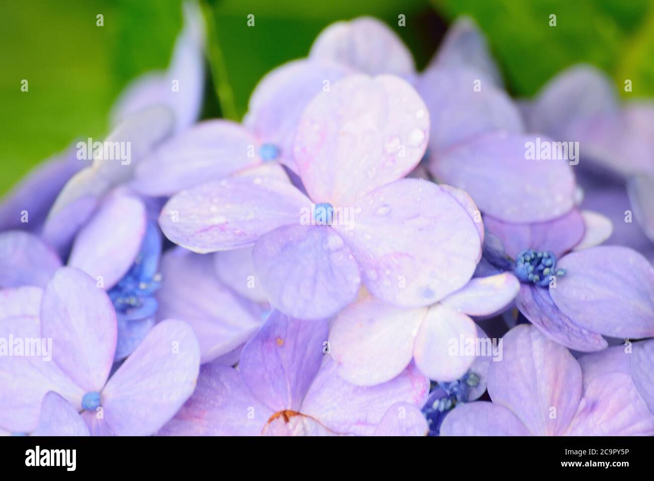 Blue Hydrangea flowers soaked in rainwater Stock Photo - Alamy