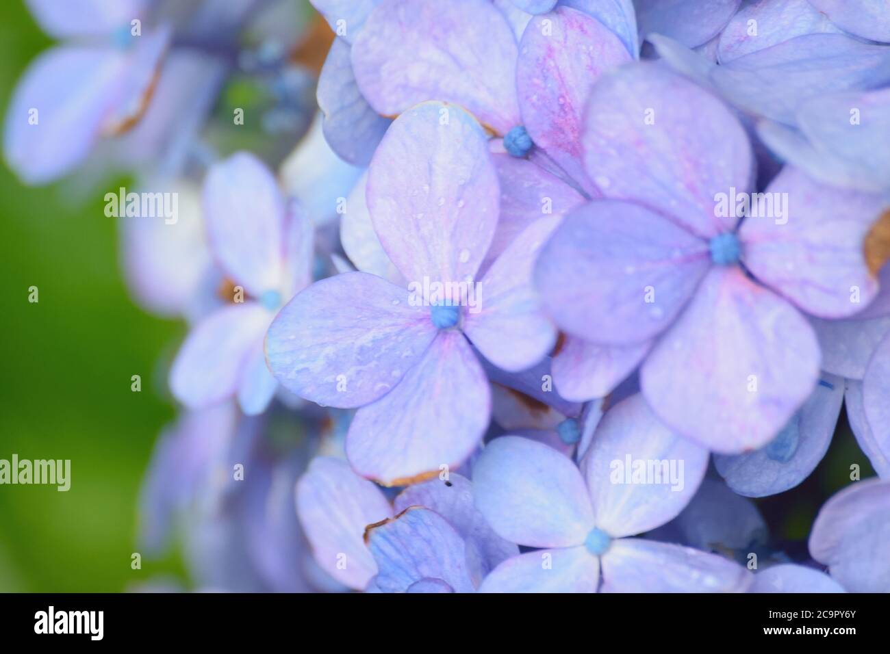 Blue Hydrangea flowers soaked in rainwater Stock Photo - Alamy