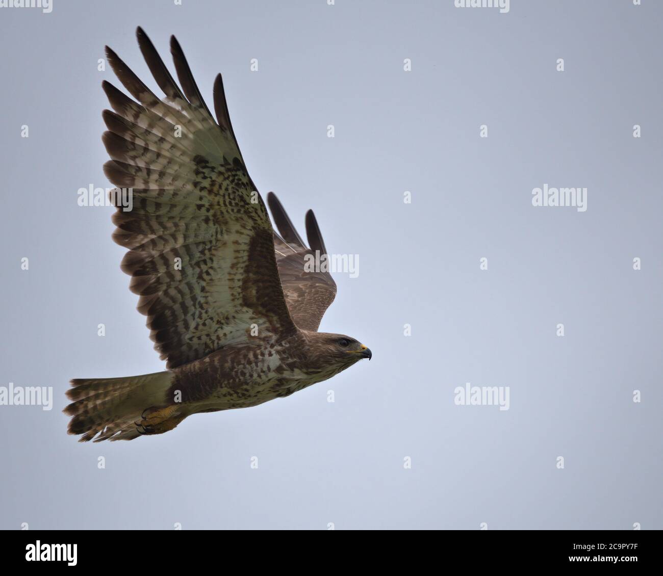 Buzzards in uk hi-res stock photography and images - Alamy