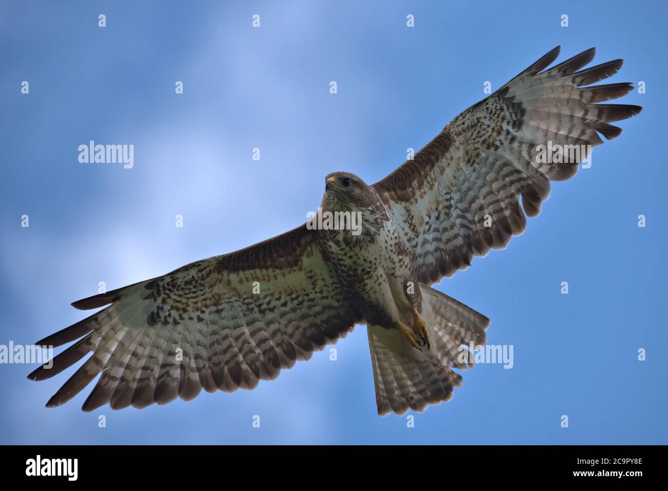 Flying bird buzzard hawk hi-res stock photography and images - Alamy