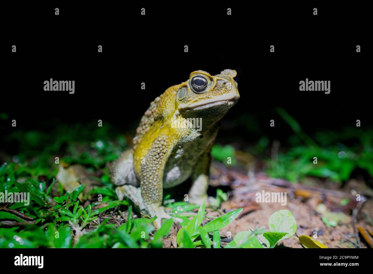 Cane toads hi-res stock photography and images - Alamy