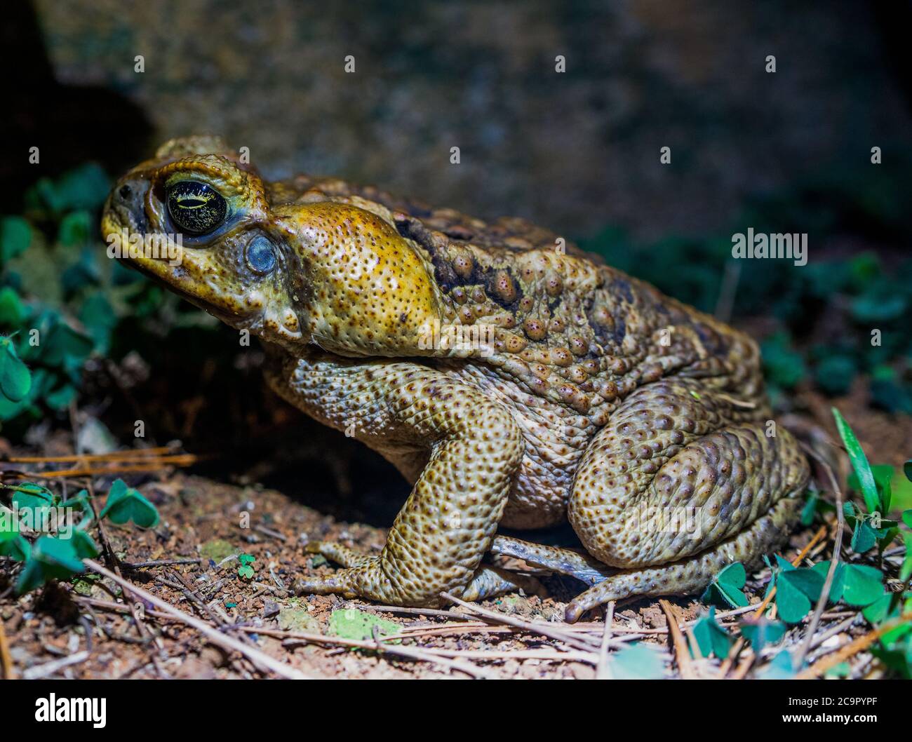 Cane toads hi-res stock photography and images - Alamy