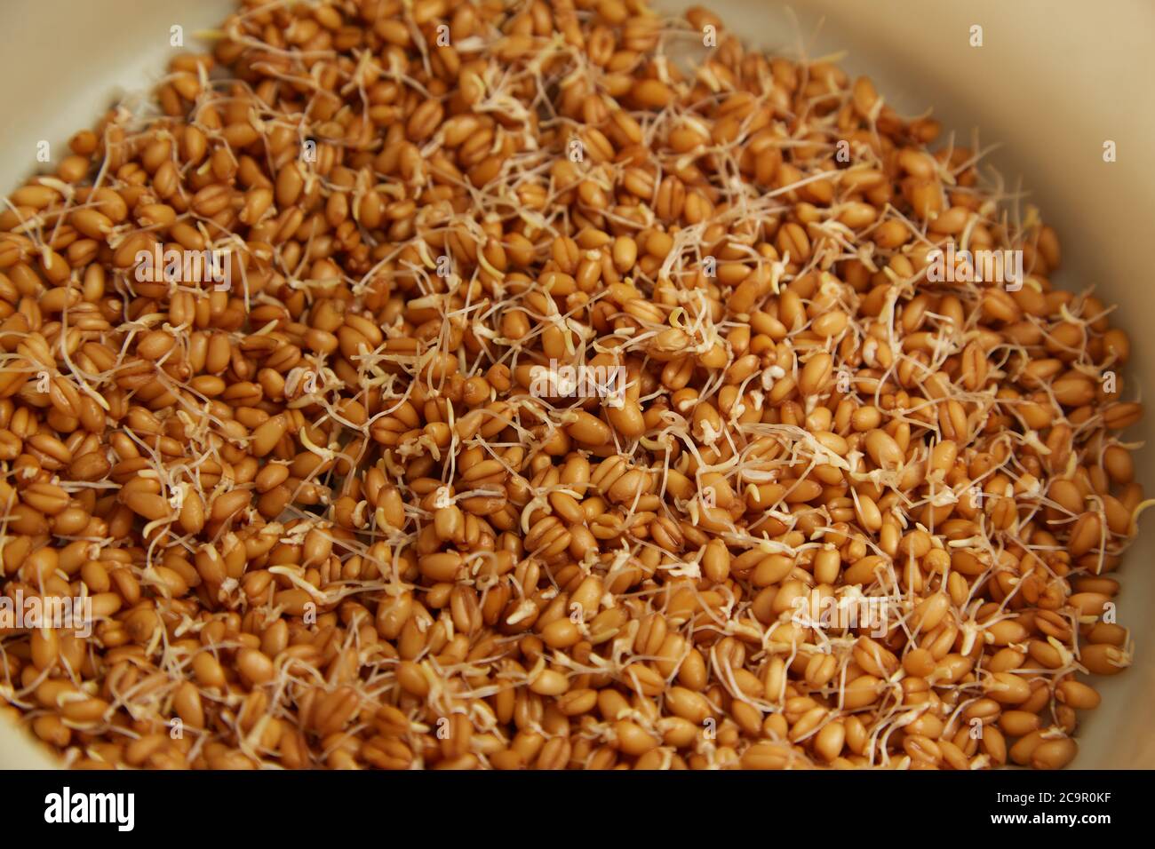 Macro view young sprouts hi-res stock photography and images - Alamy