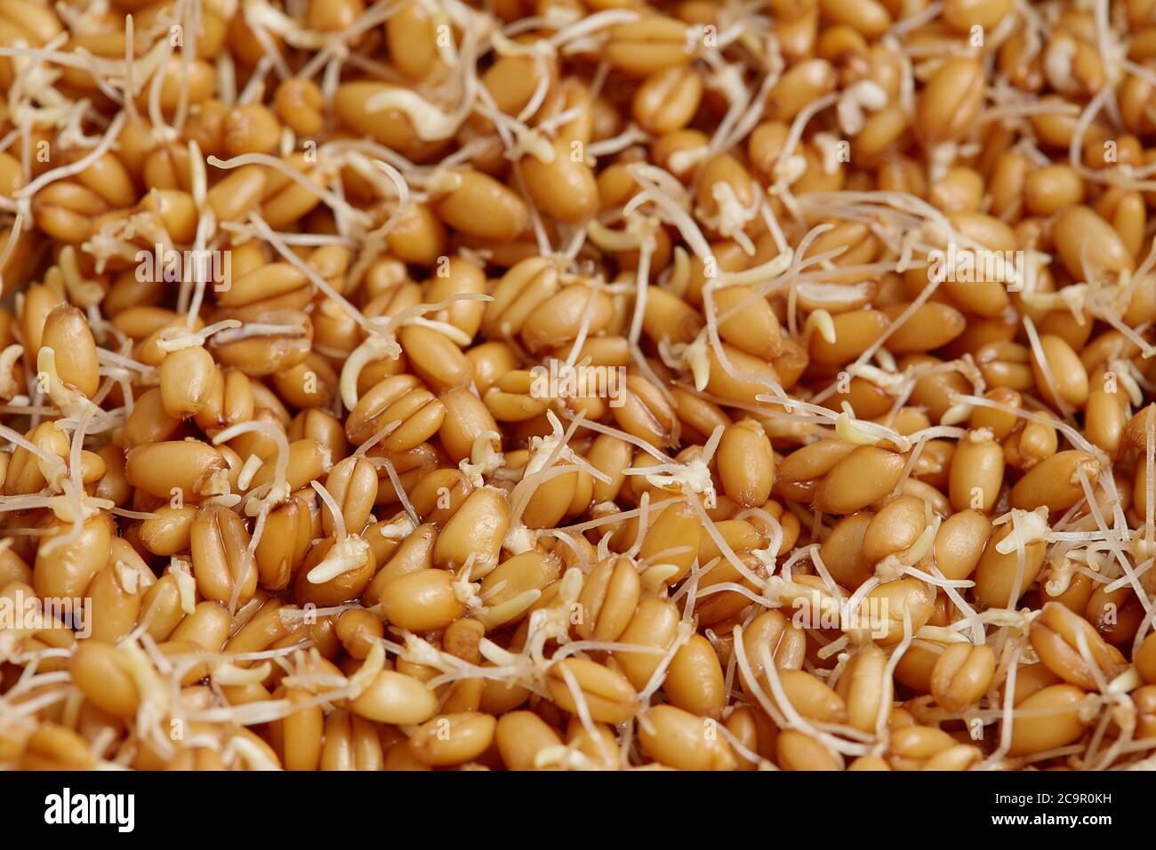 Sprouted barley grains hi-res stock photography and images - Alamy