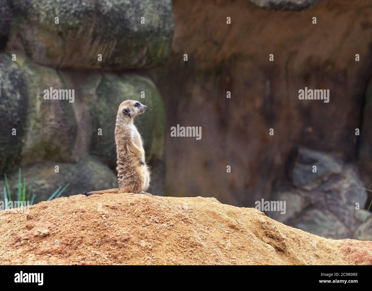One cute curious meerkat stand on their hind legs on a sandy hill and ...