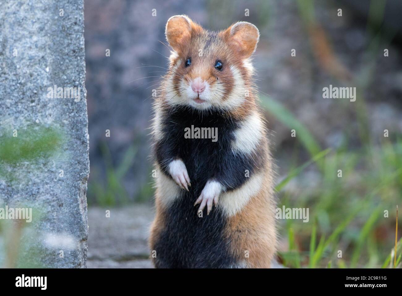 Urban rodents hi-res stock photography and images - Alamy