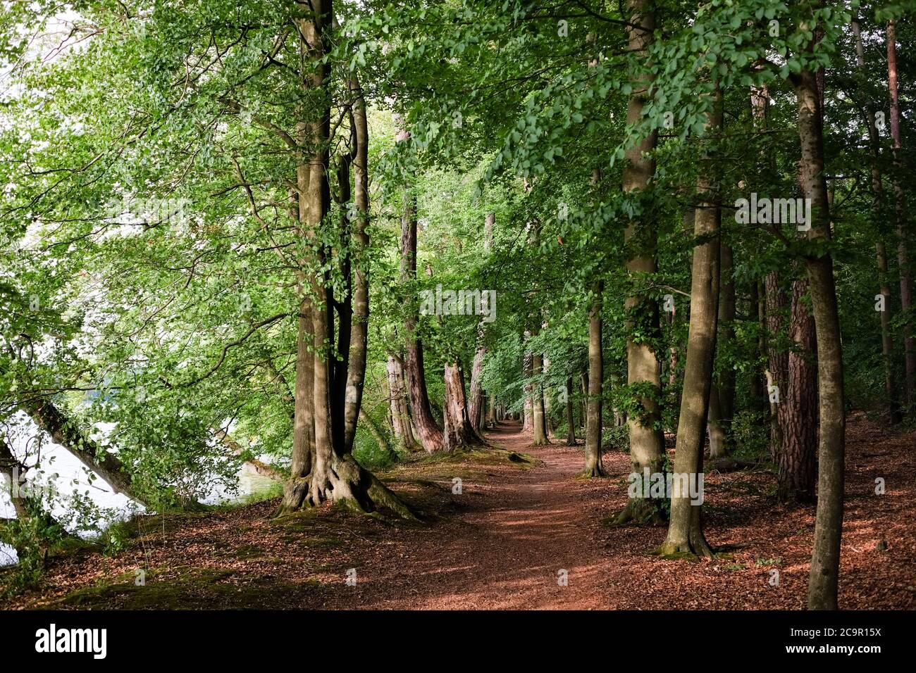 Großer stechlinsee hi-res stock photography and images - Alamy