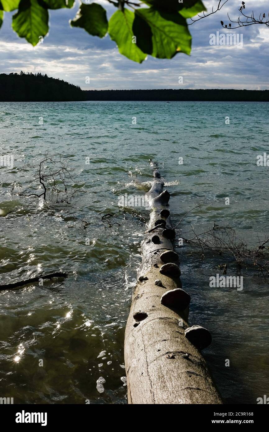 Neuglobsow, Germany. 29th July, 2020. The Great Stechlinsee in the late ...