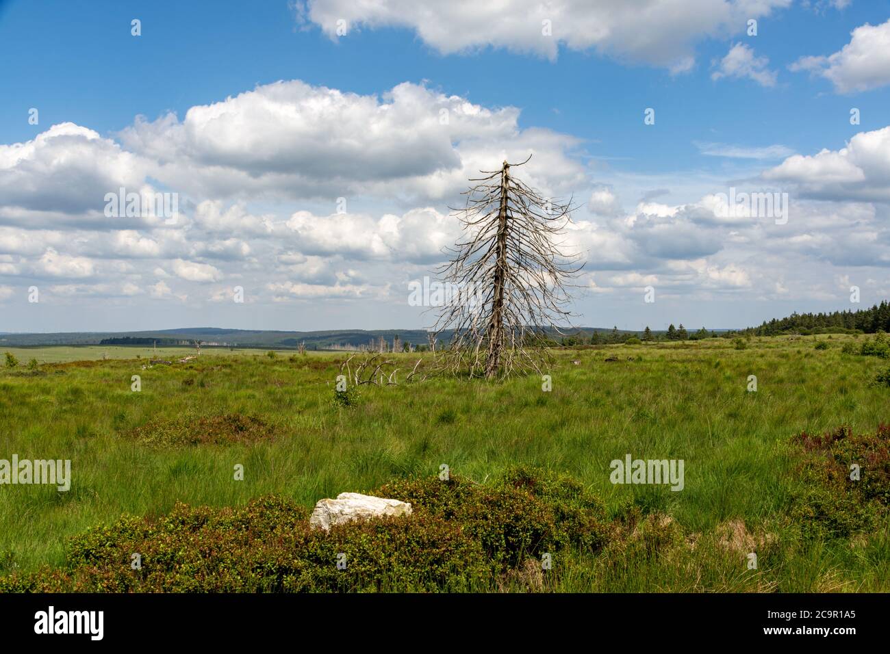 Single dead tree in forest hi-res stock photography and images - Alamy